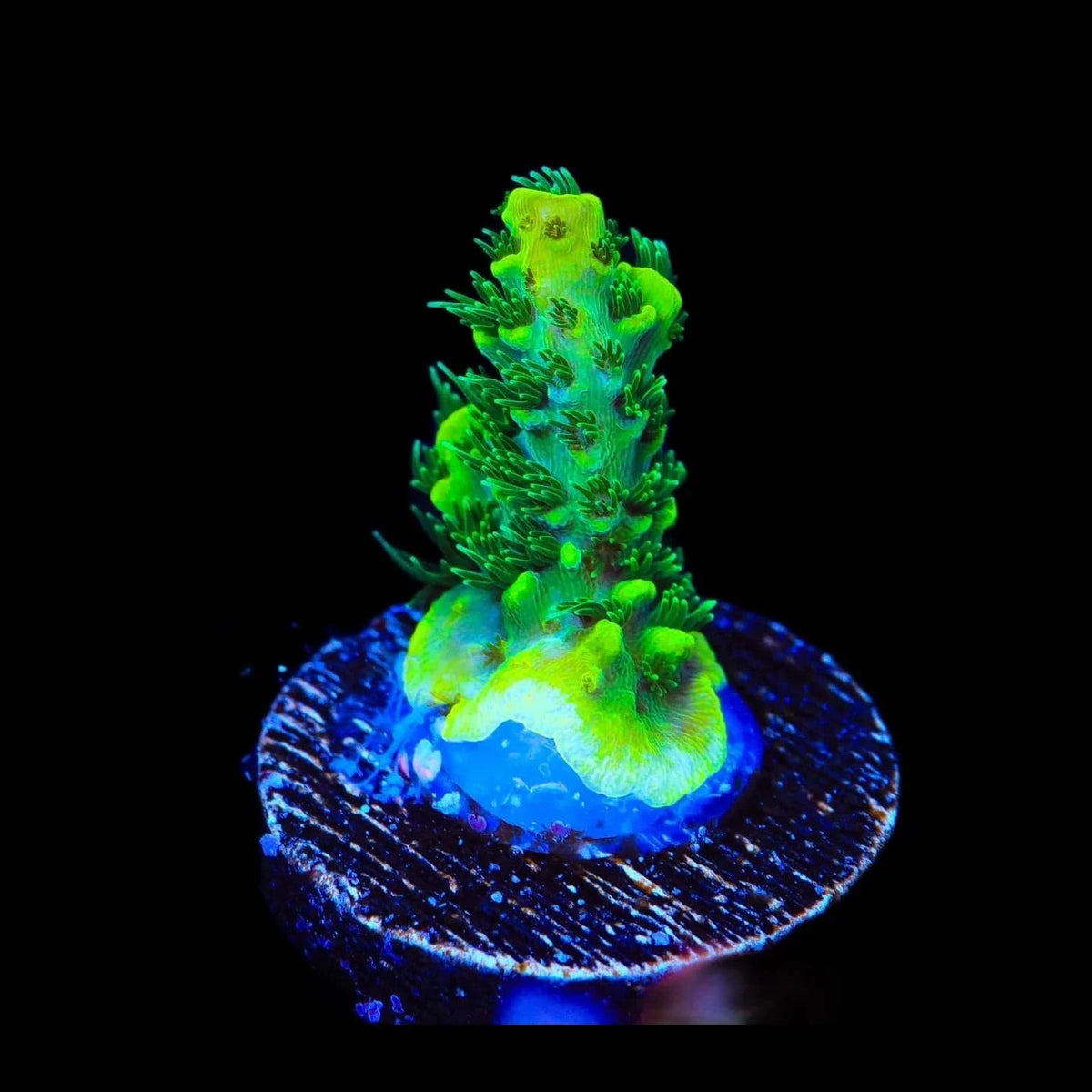 ORA Green Planet Acropora Coral – Top Shelf Aquatics