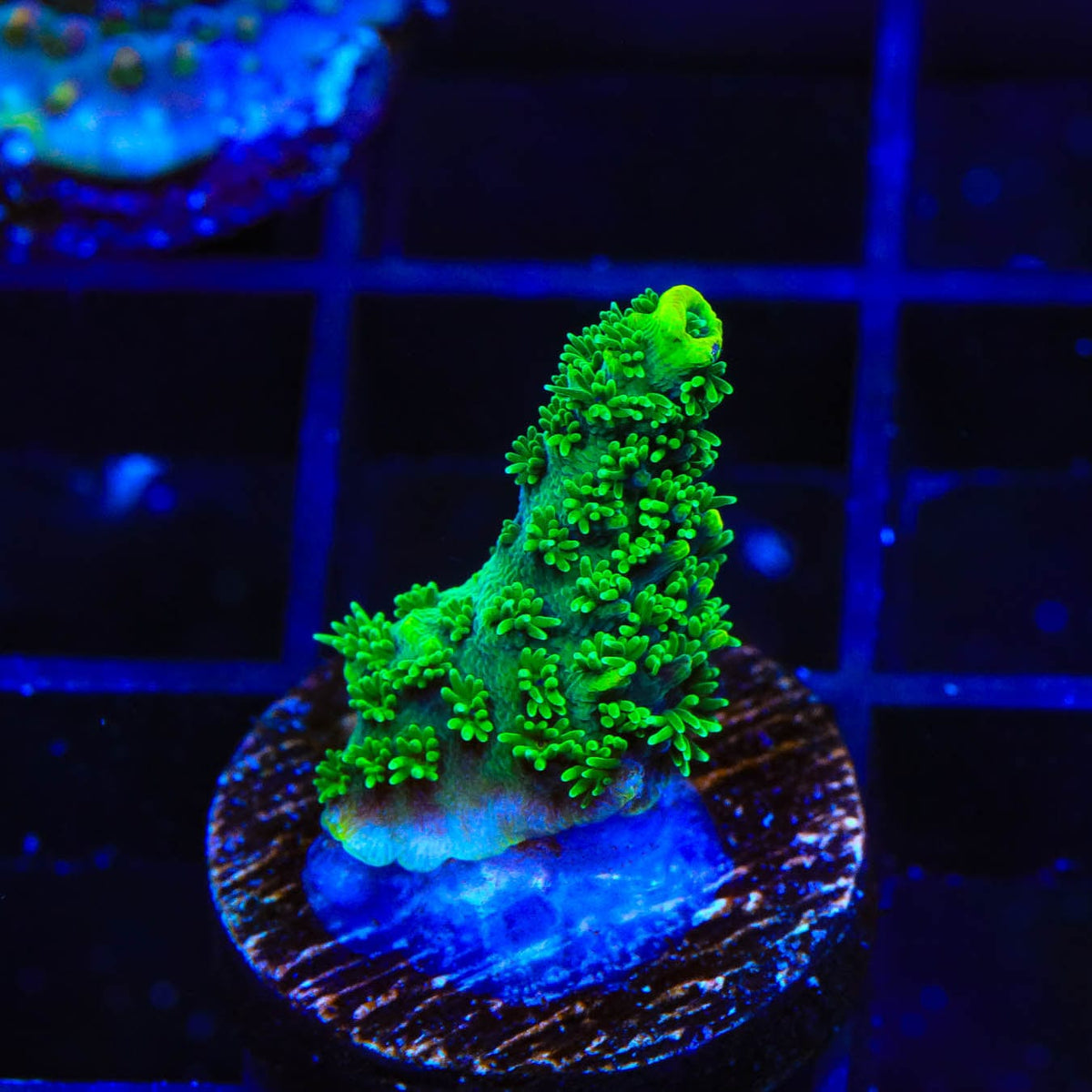 ORA Green Planet Acropora Coral – Top Shelf Aquatics
