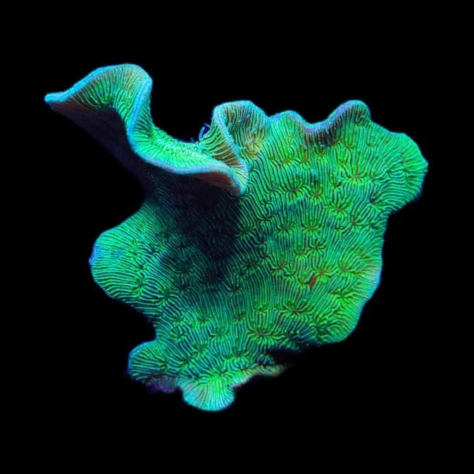 ORA Mint Pavona Coral – Top Shelf Aquatics
