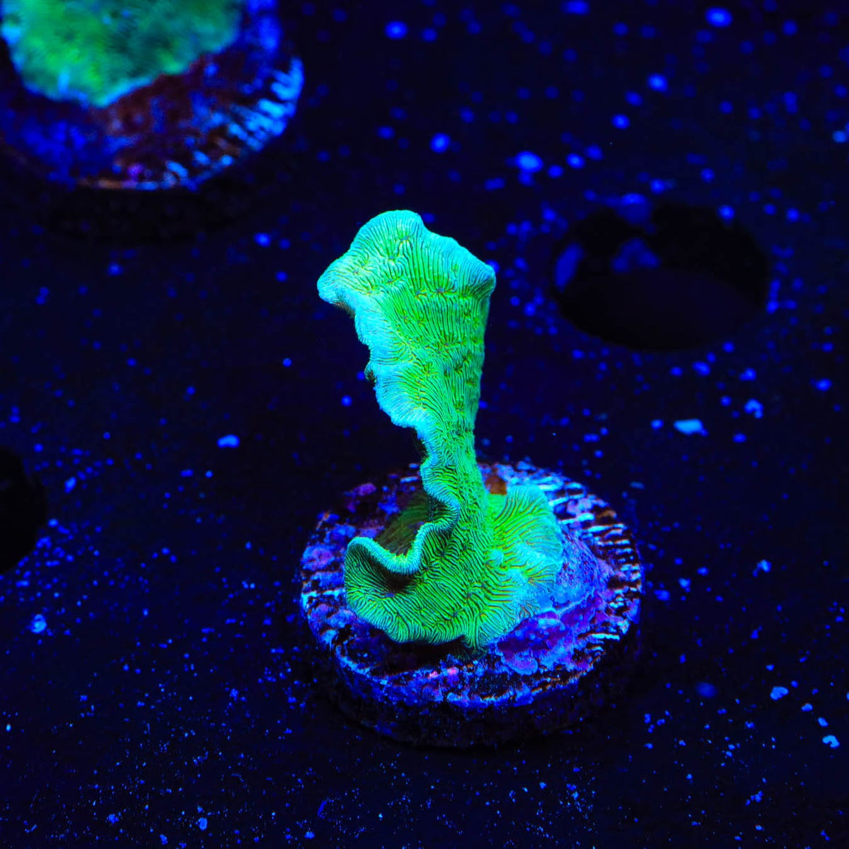 ORA Mint Pavona Coral – Top Shelf Aquatics