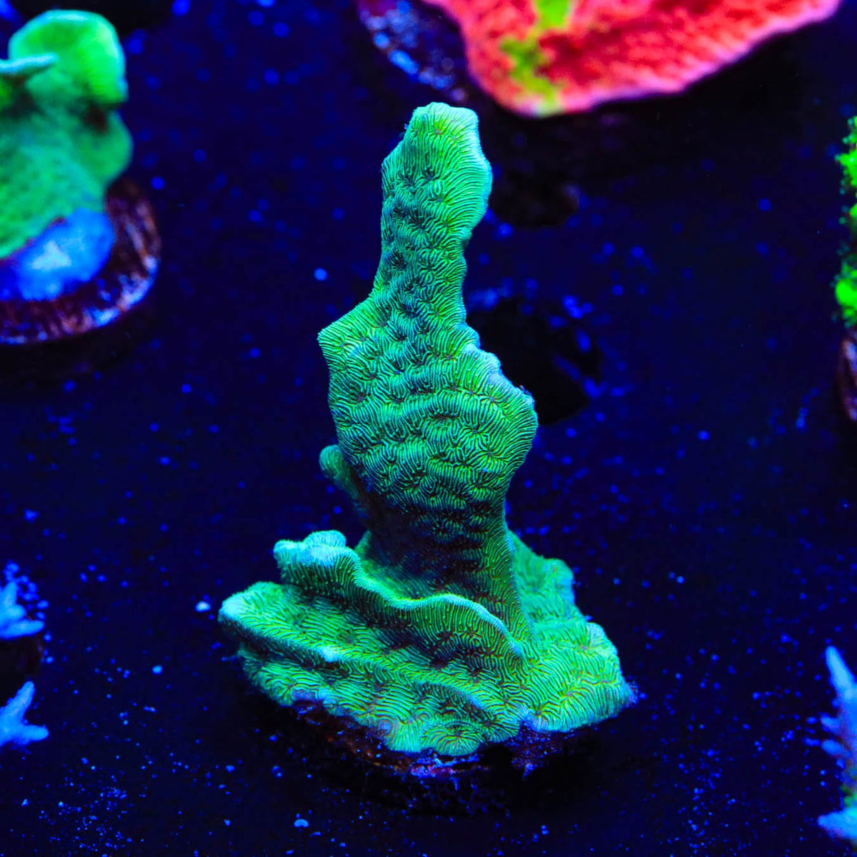 ORA Mint Pavona Coral – Top Shelf Aquatics