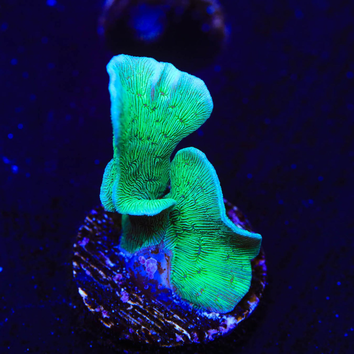 ORA Mint Pavona Coral – Top Shelf Aquatics