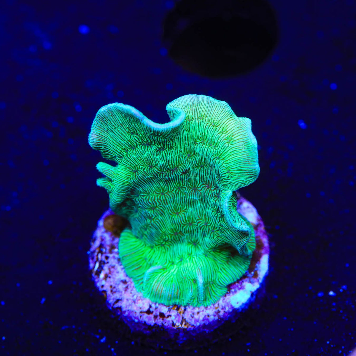 ORA Mint Pavona Coral – Top Shelf Aquatics