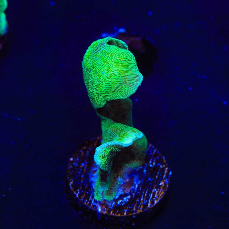 ORA Mint Pavona Coral – Top Shelf Aquatics
