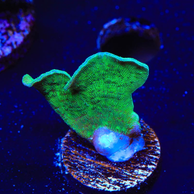 ORA Mint Pavona Coral – Top Shelf Aquatics