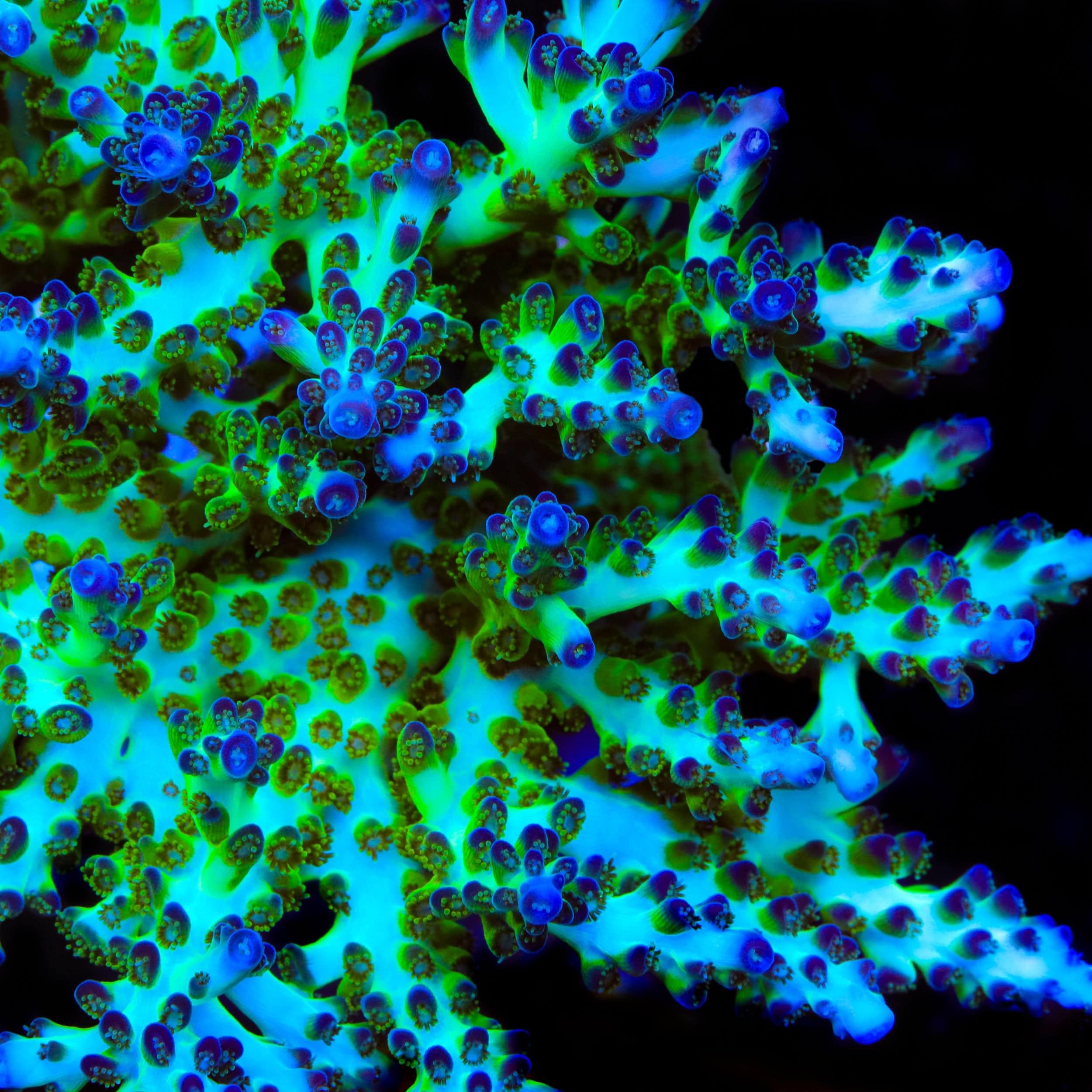Acropora Coral for Sale – Top Shelf Aquatics