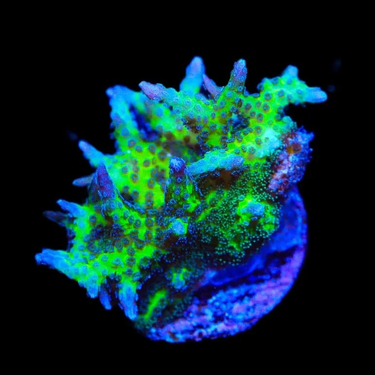 ORA Ponape Birdsnest Coral – Top Shelf Aquatics