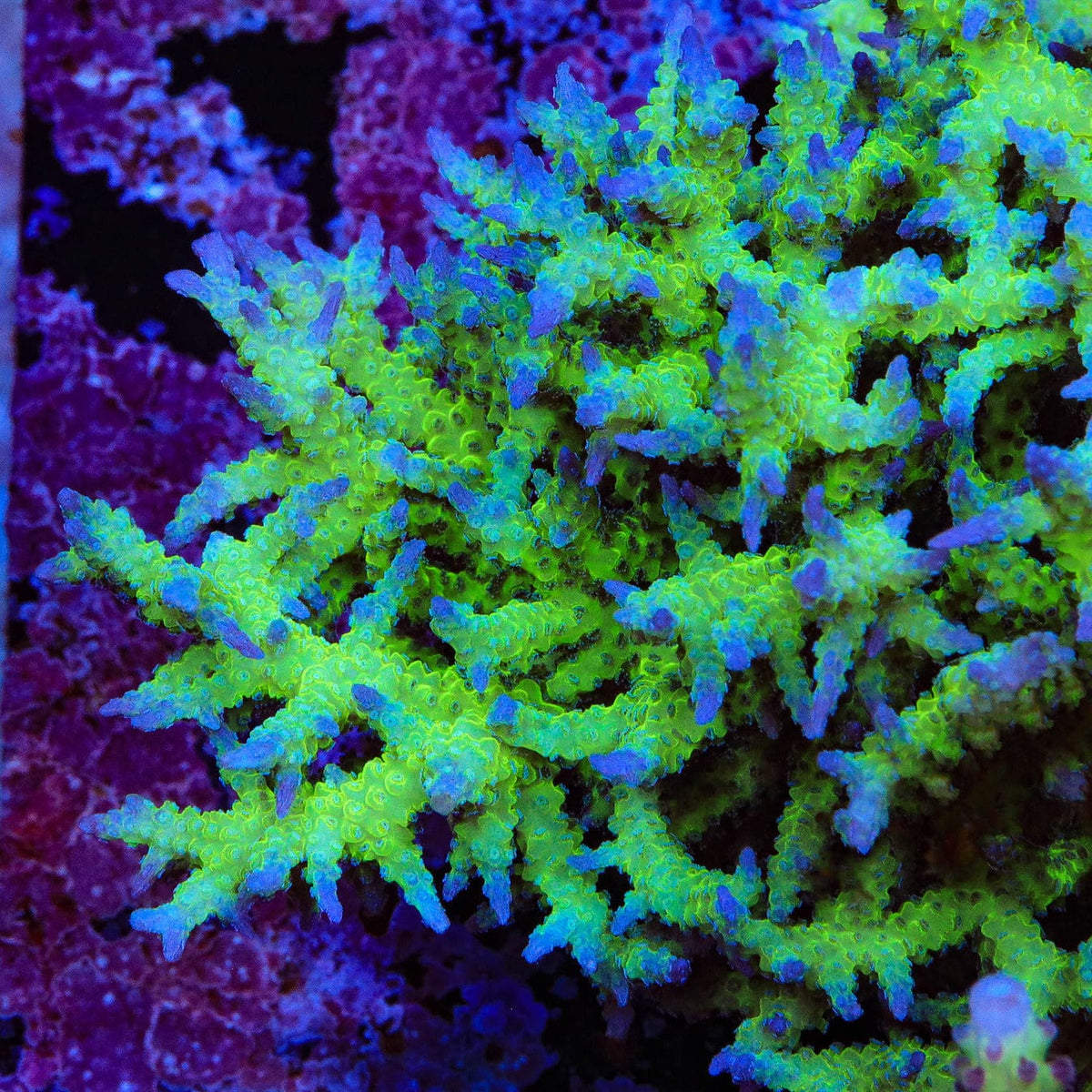 ORA Ponape Birdsnest Coral – Top Shelf Aquatics
