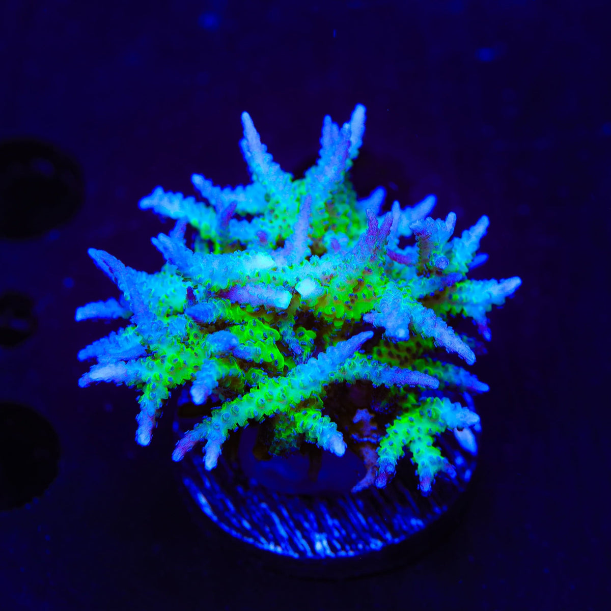 ORA Ponape Birdsnest Coral – Top Shelf Aquatics