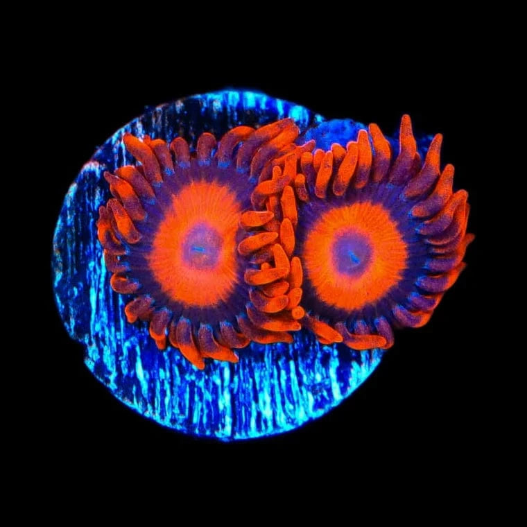 Orange Oxide Zoanthids Coral – Top Shelf Aquatics