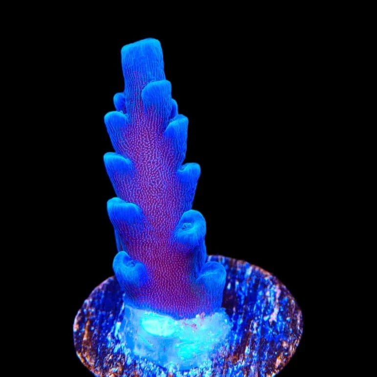 Oregon Blue Tort Acropora Coral – Top Shelf Aquatics