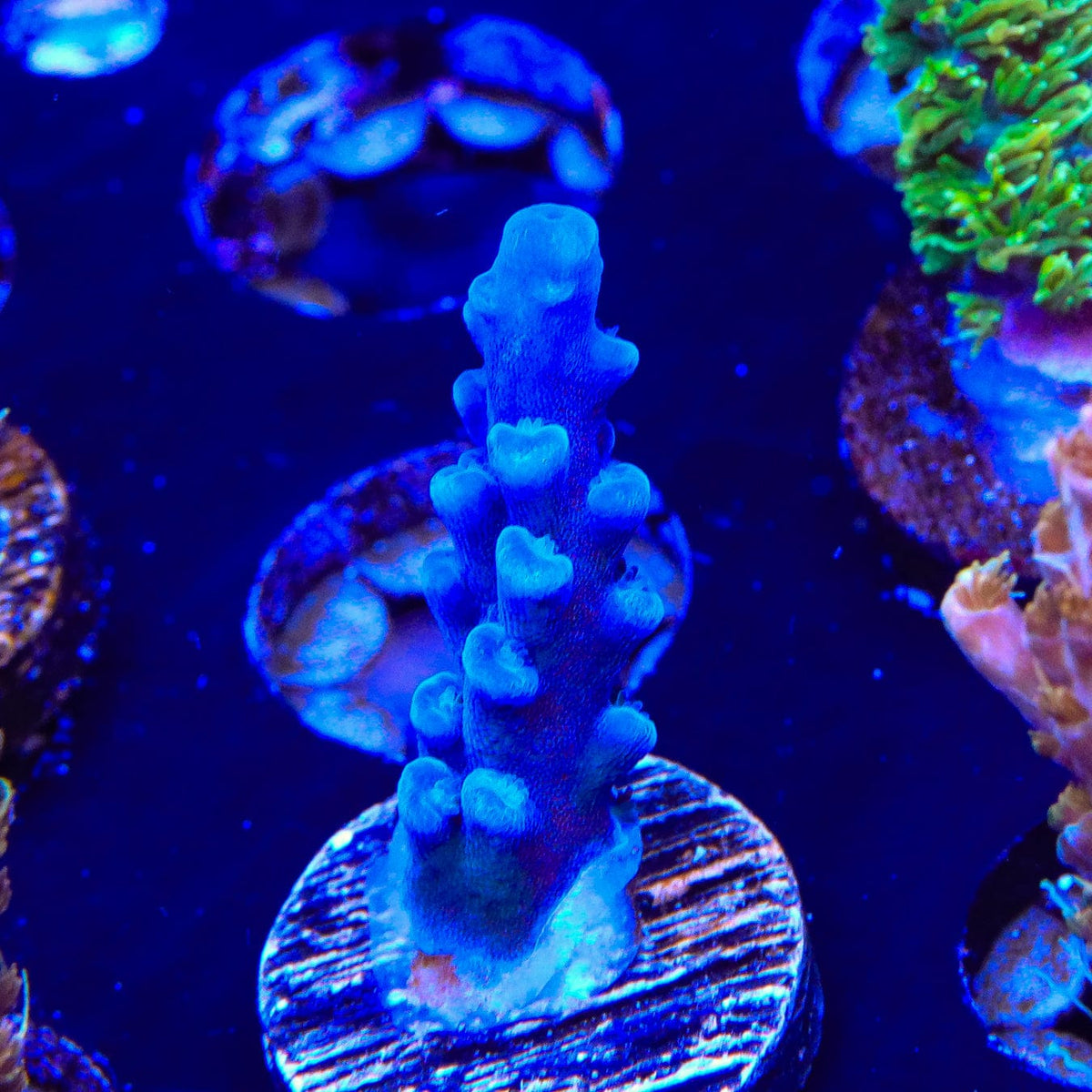 Oregon Blue Tort Acropora Coral – Top Shelf Aquatics