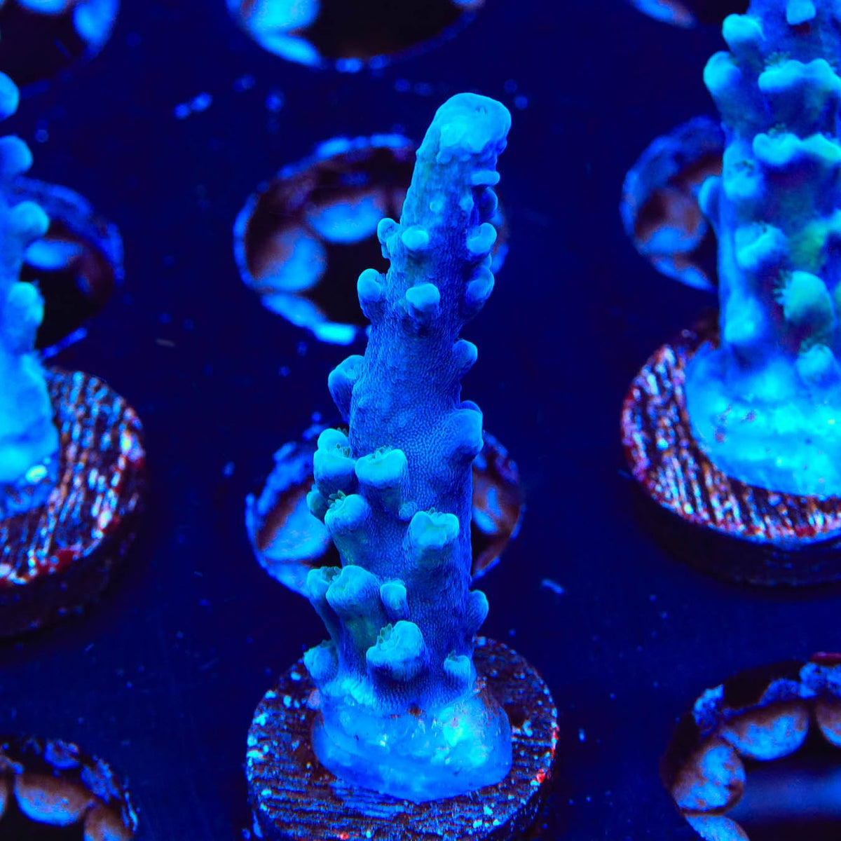 Oregon Blue Tort Acropora Coral – Top Shelf Aquatics
