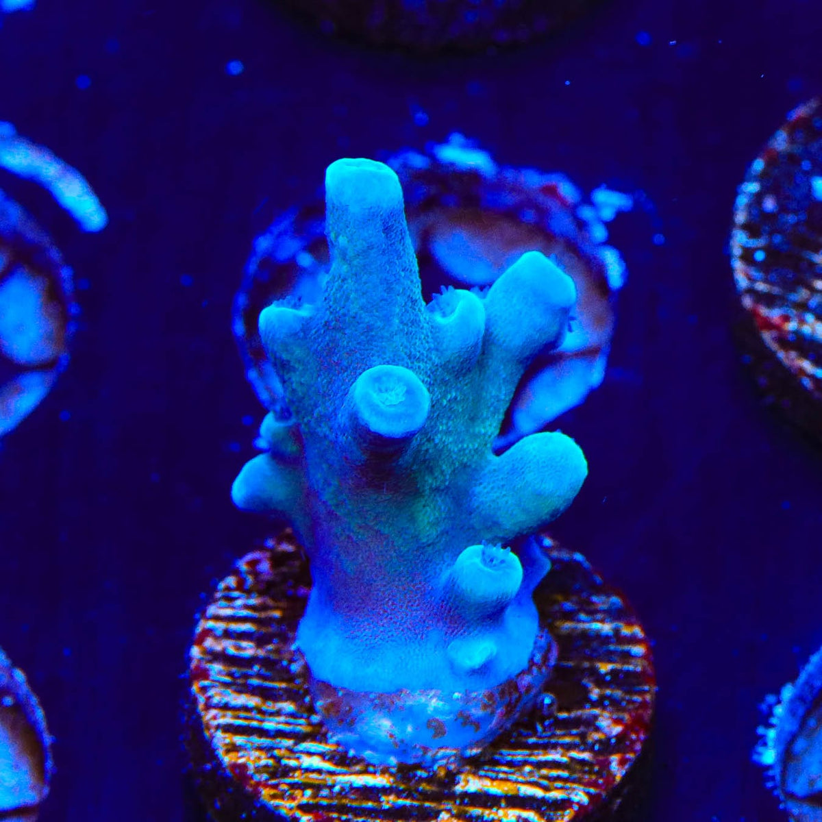 Oregon Blue Tort Acropora Coral – Top Shelf Aquatics