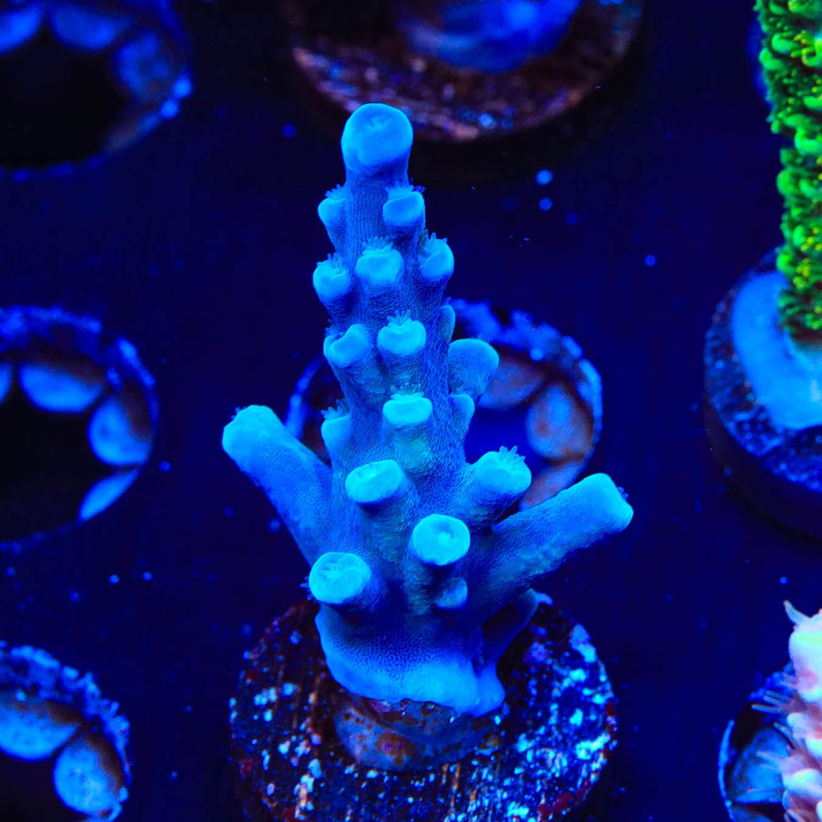 Oregon Blue Tort Acropora Coral – Top Shelf Aquatics