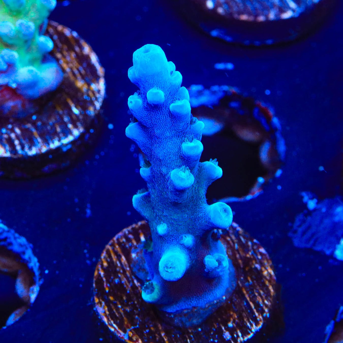 Oregon Blue Tort Acropora Coral – Top Shelf Aquatics