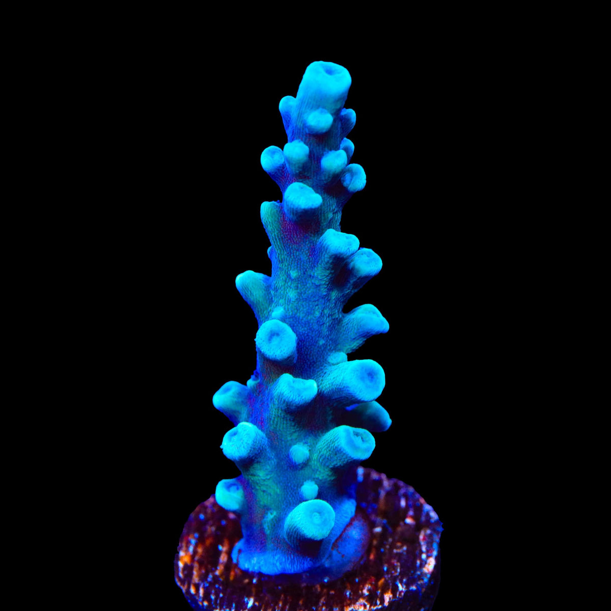 Oregon Blue Tort Acropora Coral – Top Shelf Aquatics