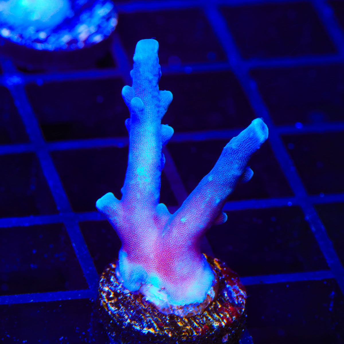 Oregon Blue Tort Acropora Coral – Top Shelf Aquatics