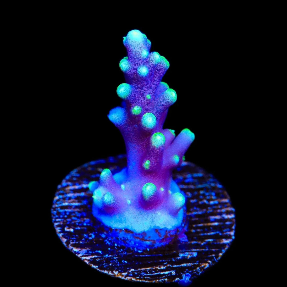 Pacman Dragon Acropora Coral – Top Shelf Aquatics