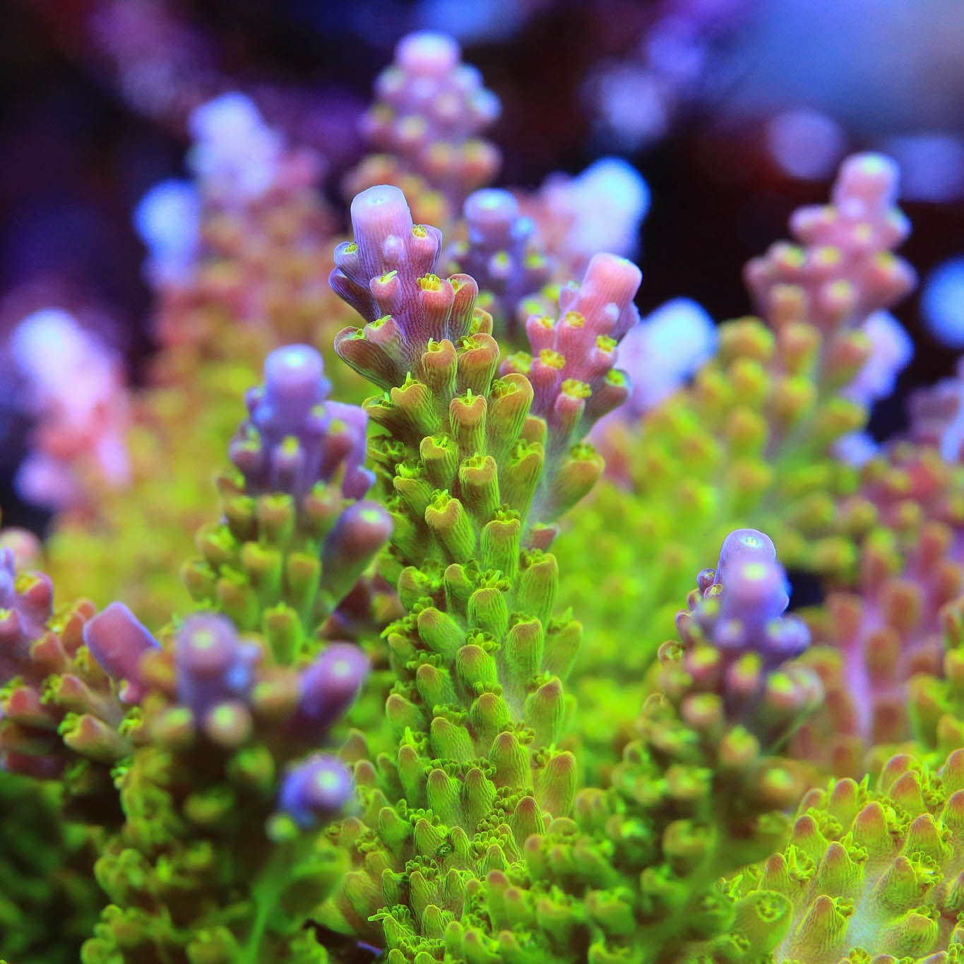 Paletta Pink Tip Acropora Coral – Top Shelf Aquatics