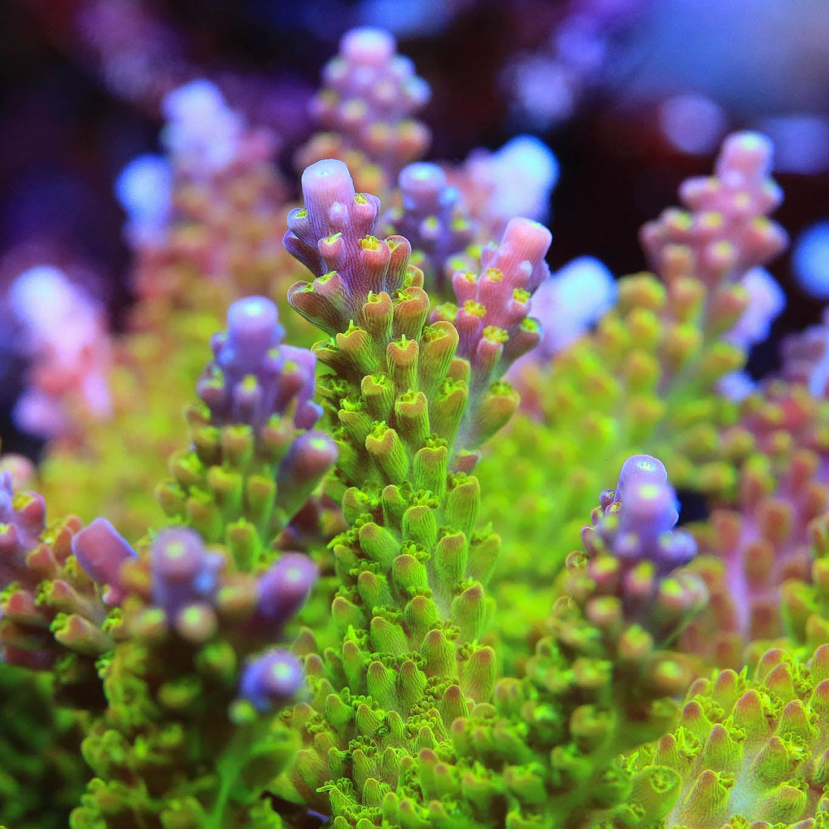Paletta Pink Tip Acropora Coral – Top Shelf Aquatics
