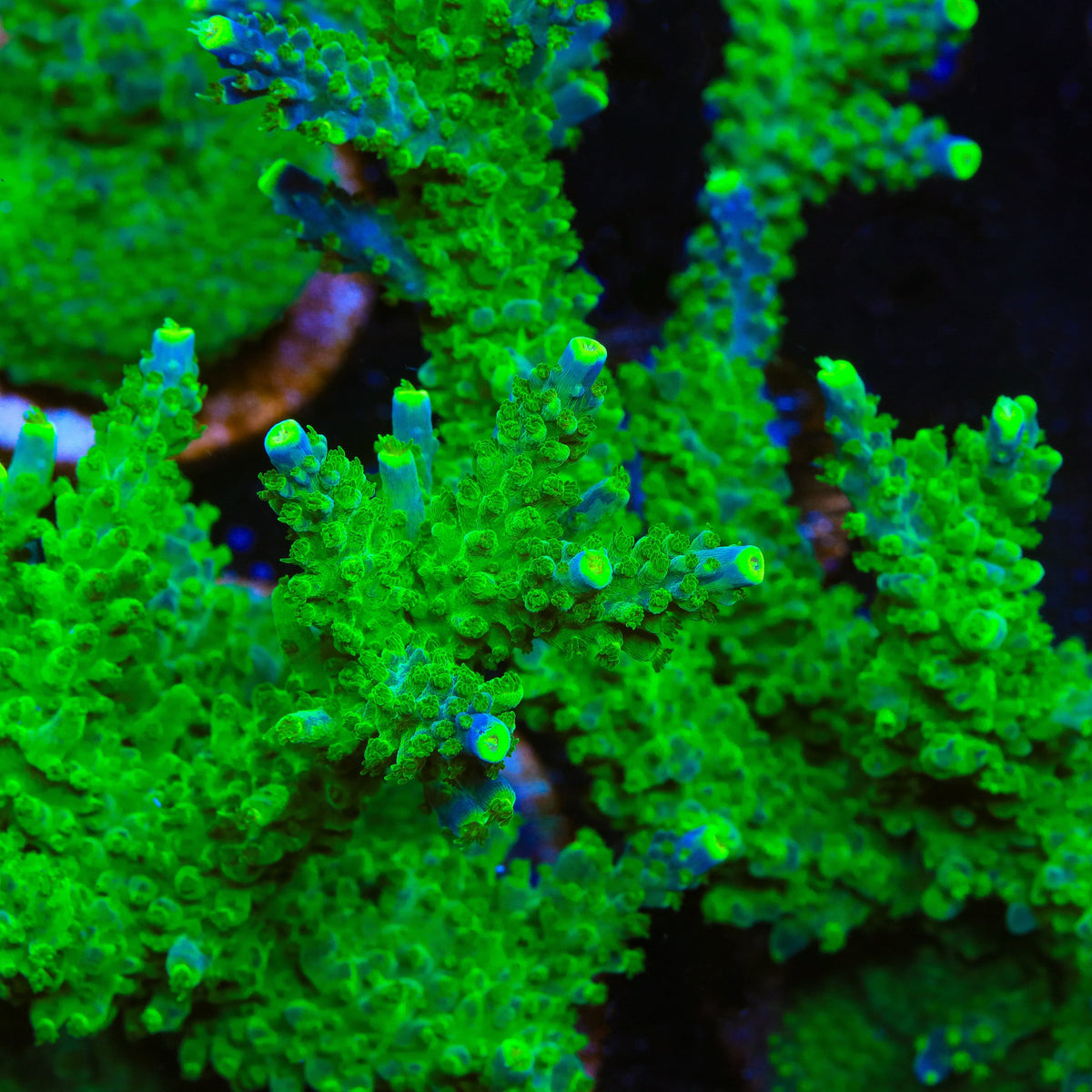 Paletta Tricolor Acropora Coral – Top Shelf Aquatics