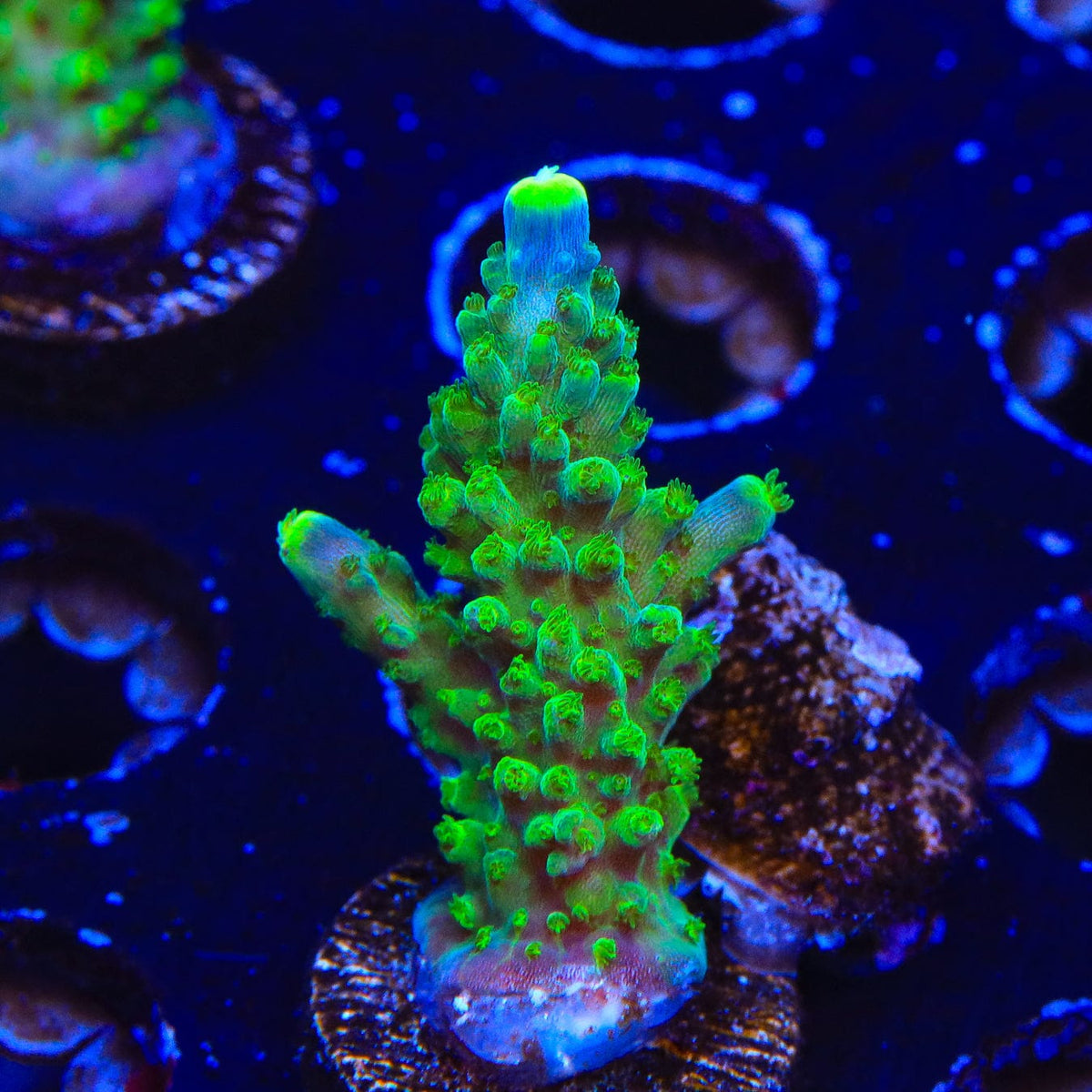 Paletta Tricolor Acropora Coral – Top Shelf Aquatics