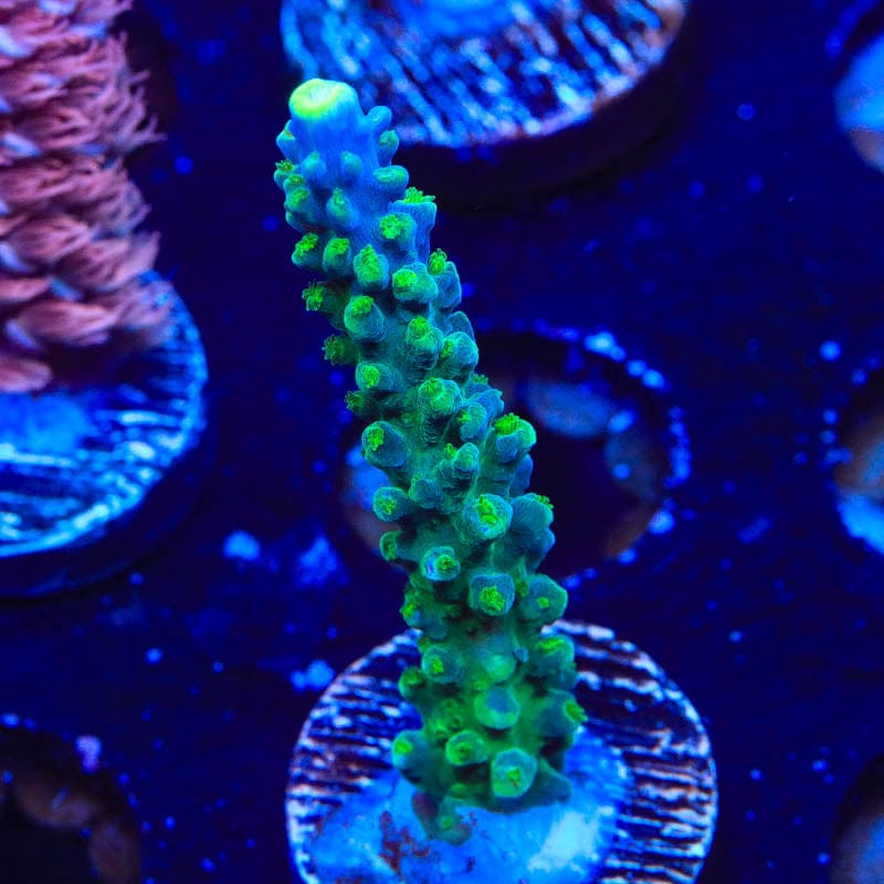 Paletta Tricolor Acropora Coral – Top Shelf Aquatics