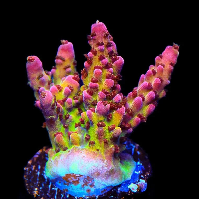 PC Rainbow Acropora Coral – Top Shelf Aquatics
