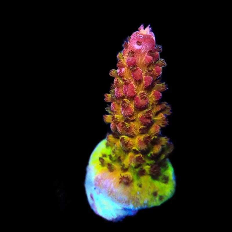 PC Rainbow Acropora Coral – Top Shelf Aquatics