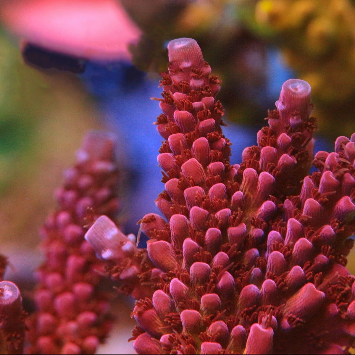 PC Rainbow Acropora Coral – Top Shelf Aquatics