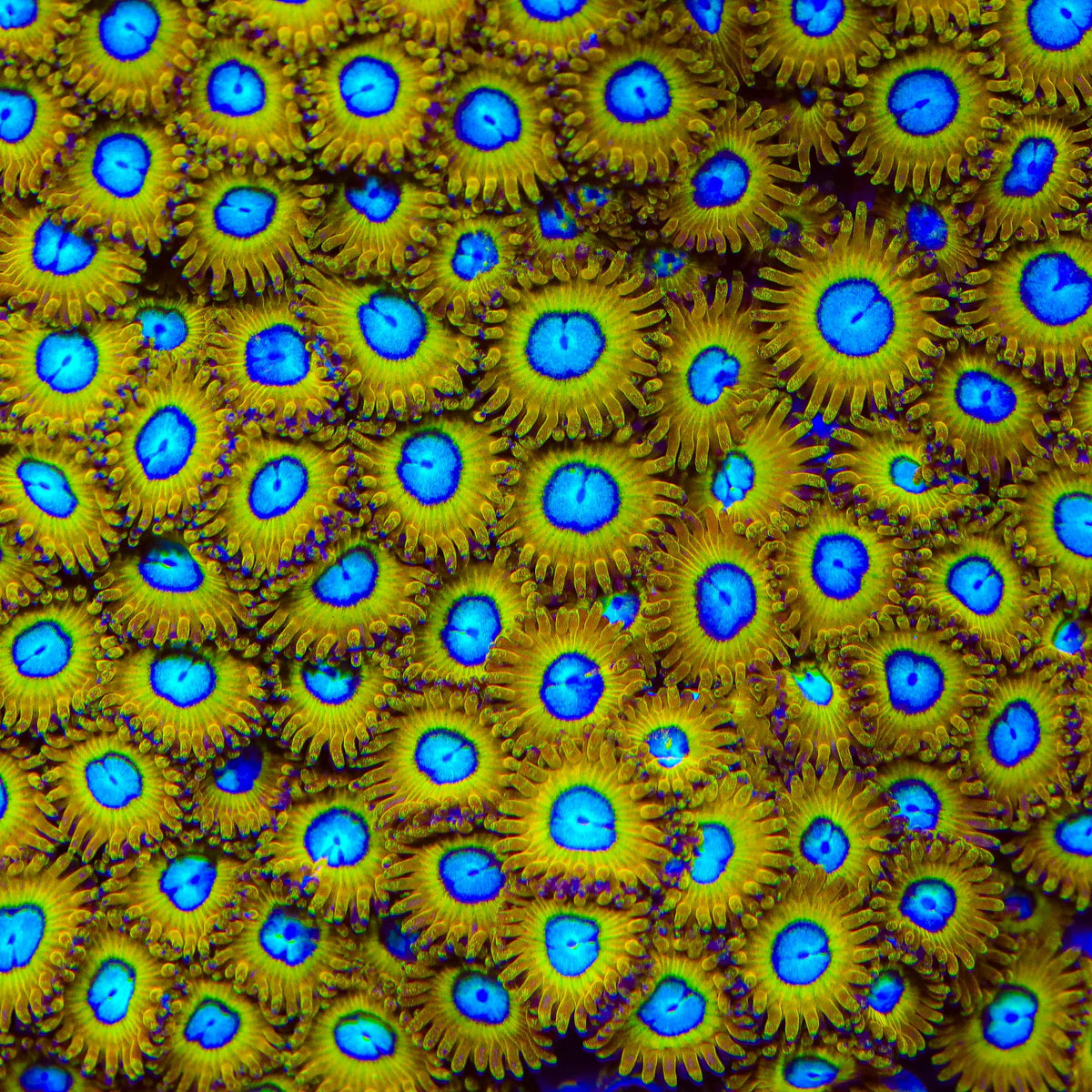 Pikachu Zoanthids Coral – Top Shelf Aquatics