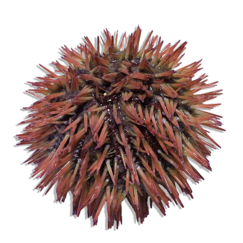 Pin Cushion Urchin – Lytechinus variegatus – Top Shelf Aquatics