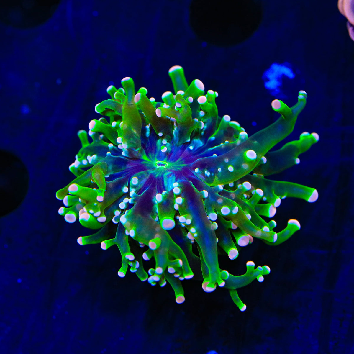 Pink Tip Frogspawn Coral – Top Shelf Aquatics