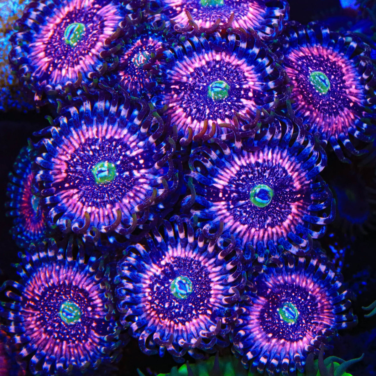 Pink Zipper Zoanthids Coral – Top Shelf Aquatics