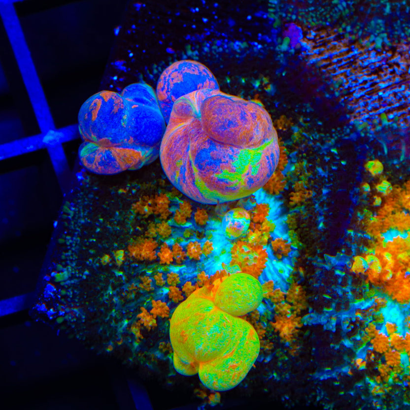 Bounce Corals – Top Shelf Aquatics