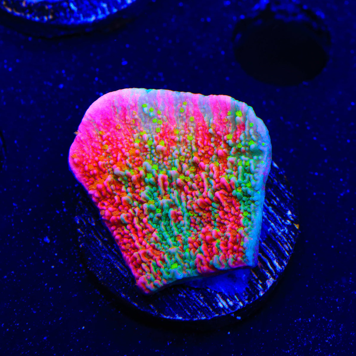 Premium WWC Sunfire Montipora Cap Coral – Top Shelf Aquatics