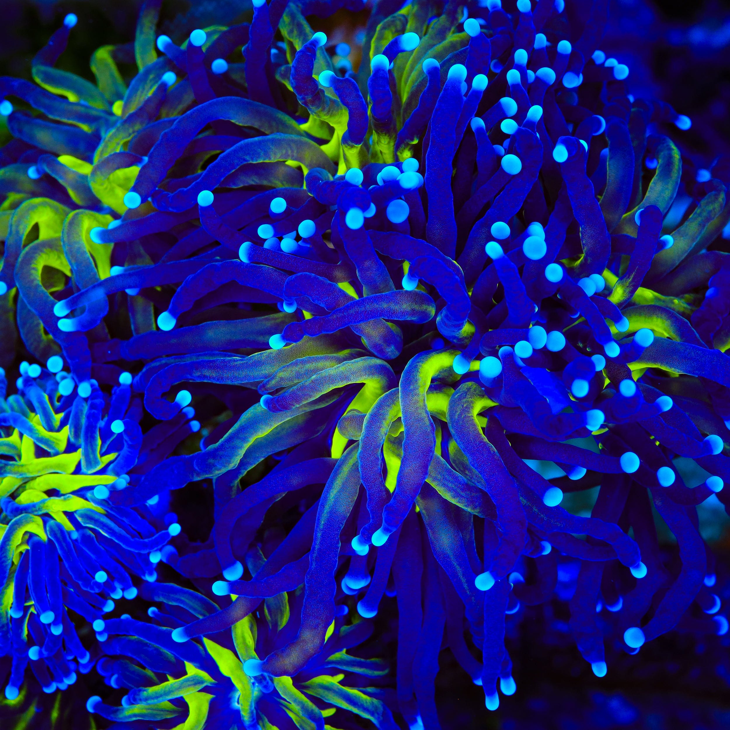 Purple Miami Malaysian Torch Coral – Top Shelf Aquatics