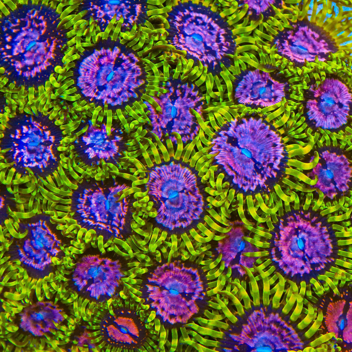 Purple Monsters Zoanthids Coral – Top Shelf Aquatics