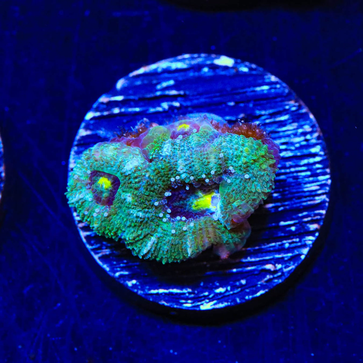 Rainbow Acan Coral – Top Shelf Aquatics