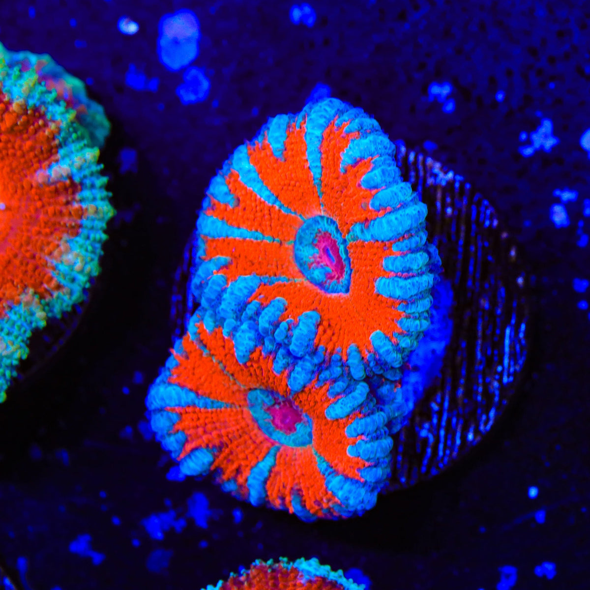 Rainbow Acan Coral – Top Shelf Aquatics