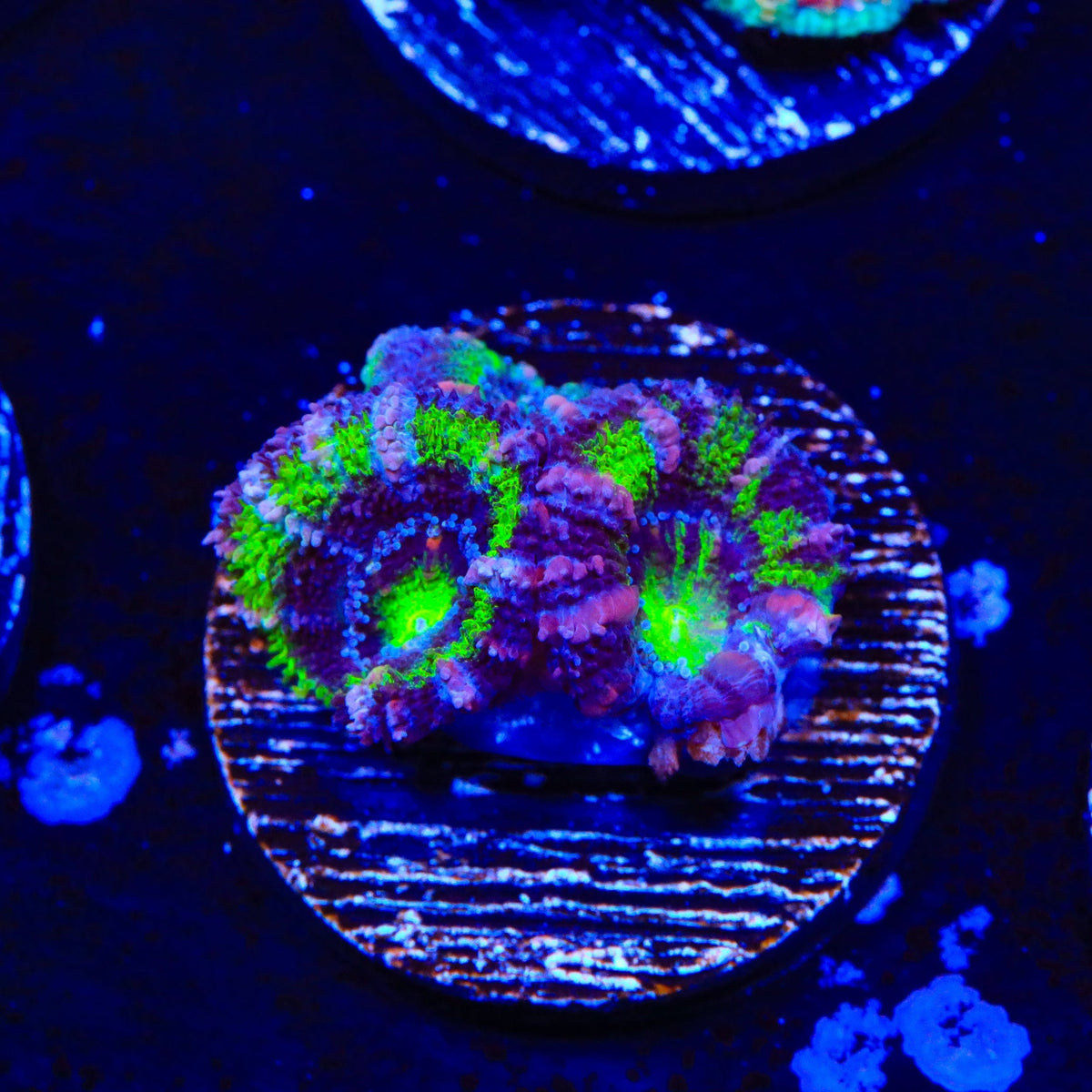 Rainbow Acan Coral – Top Shelf Aquatics