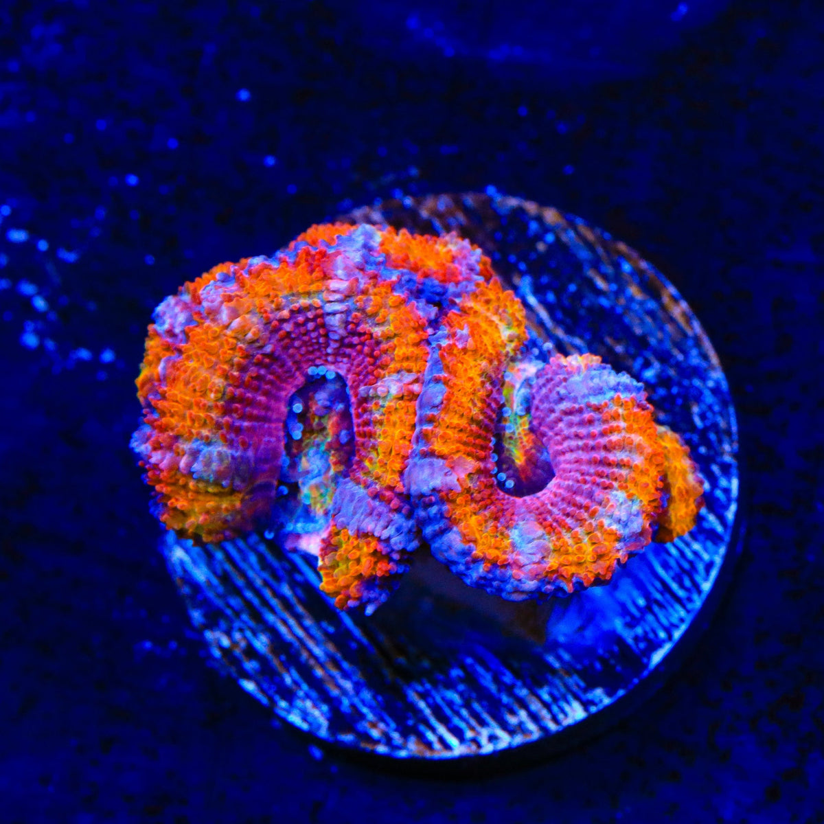Rainbow Acan Coral – Top Shelf Aquatics