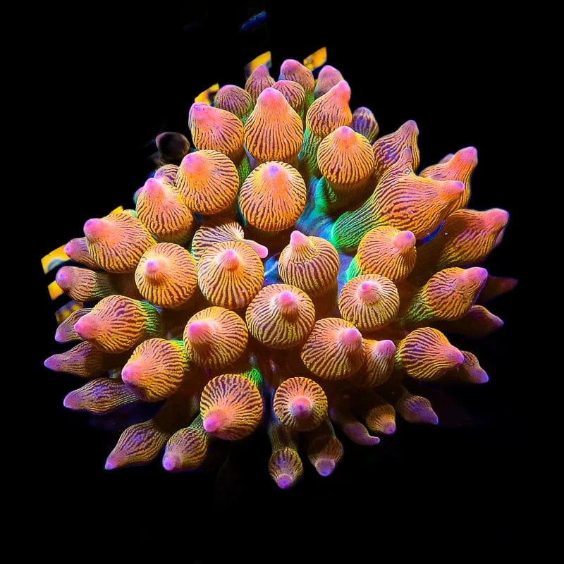 Rainbow Bubbletip Anemone – Top Shelf Aquatics