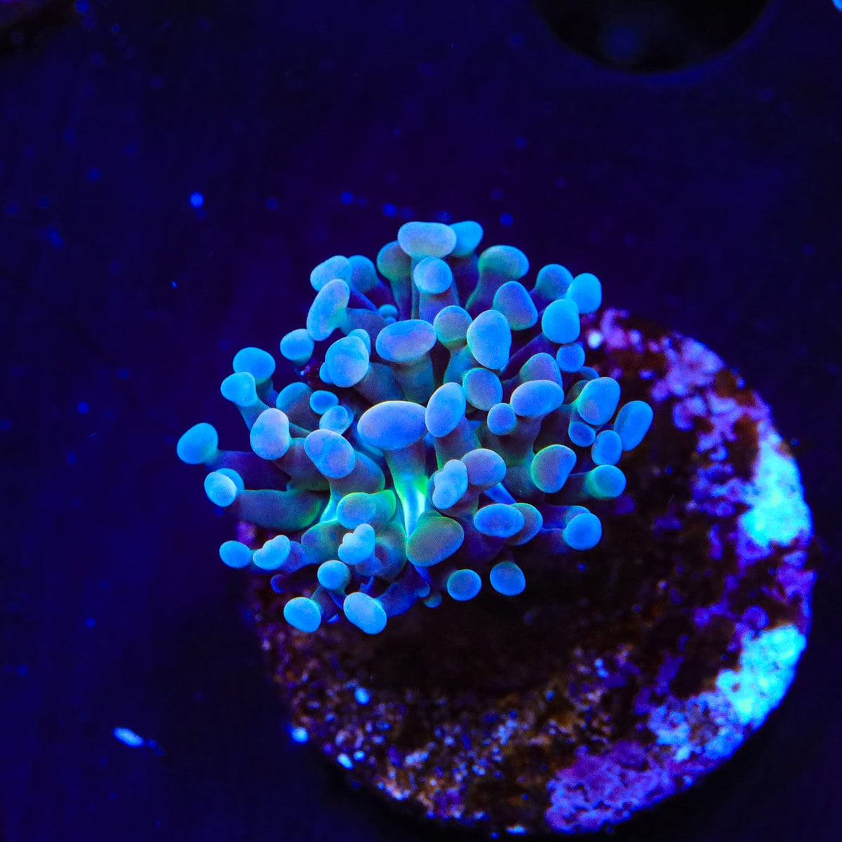Rainbow Hammer Coral – Top Shelf Aquatics