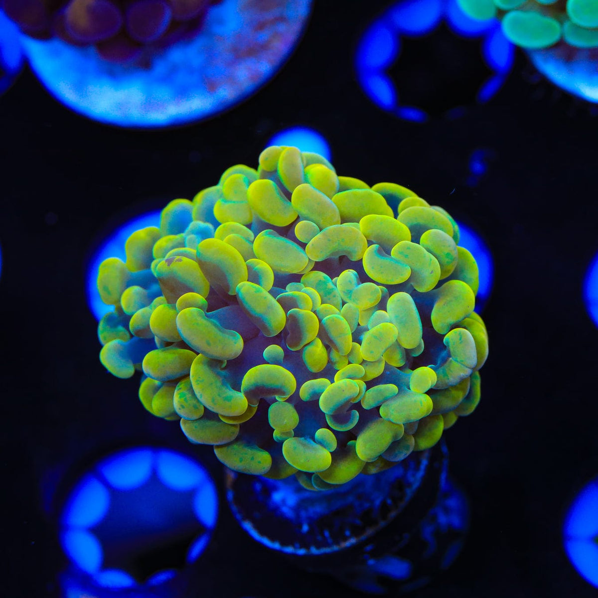 Rainbow Hammer Coral – Top Shelf Aquatics