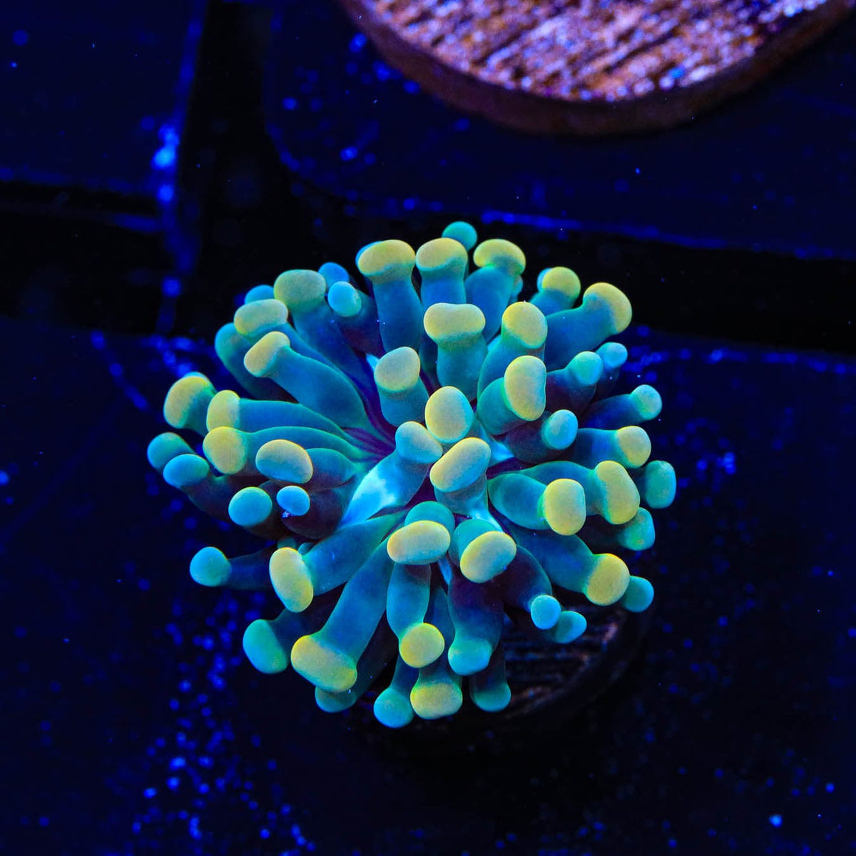 Rainbow Hammer Coral – Top Shelf Aquatics