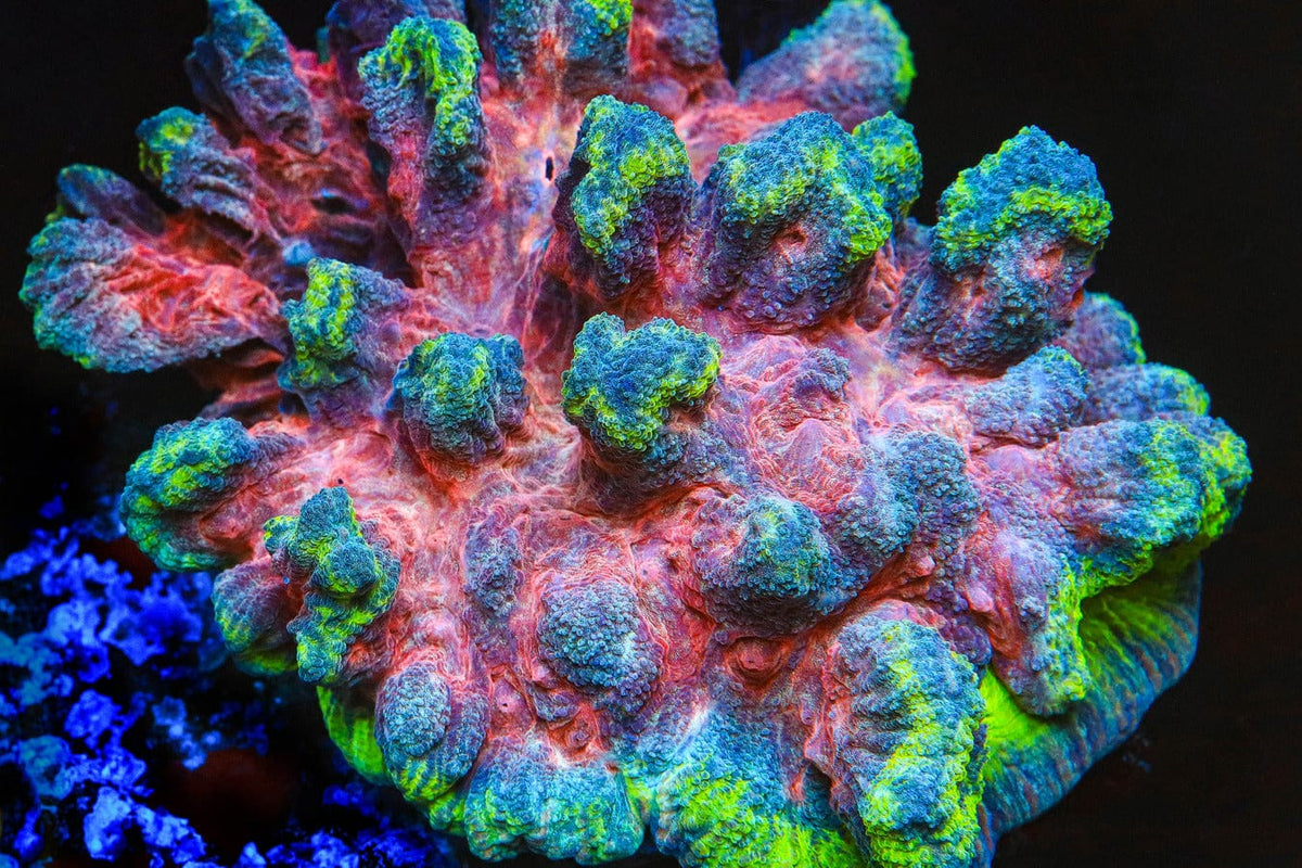Rainbow Pectinia Coral – Top Shelf Aquatics