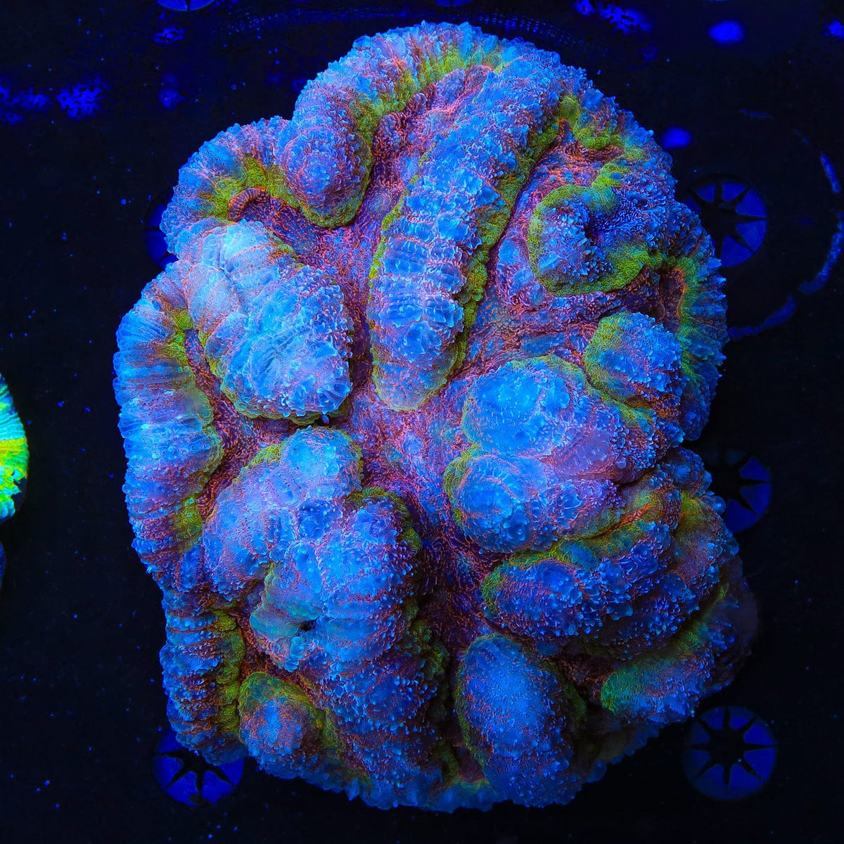 Rainbow Symphyllia Coral – Top Shelf Aquatics