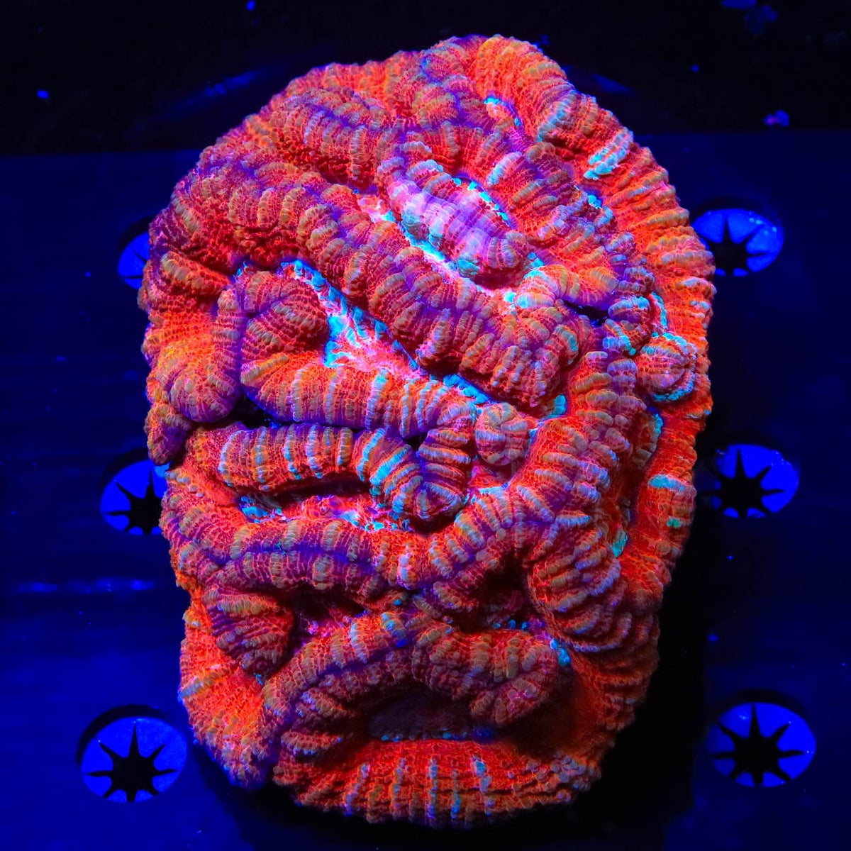 Rainbow Wilsoni Coral – Top Shelf Aquatics
